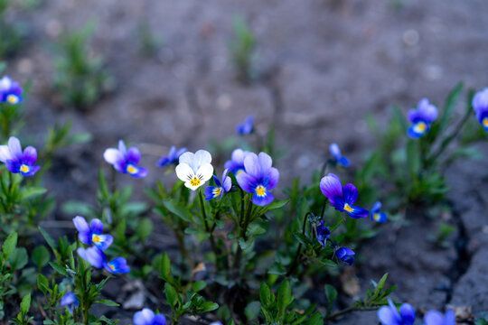 รูปภาพSeasom – เลือกดูภาพถ่ายสต็อก เวกเตอร์ และวิดีโอ325 | Adobe Stock
