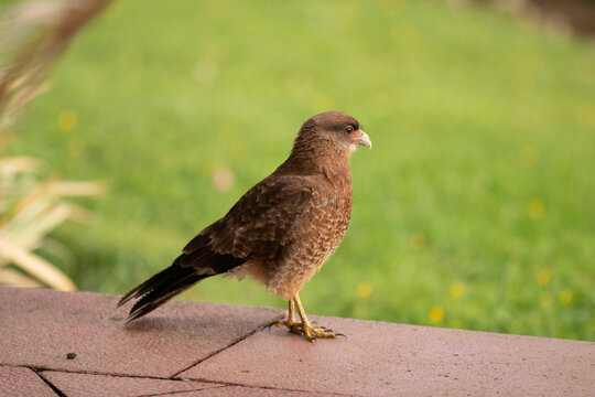 Imágenes de Tiuque: descubre bancos de fotos, ilustraciones, vectores y ...