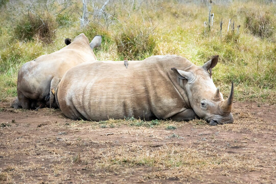 รูปภาพRino – เลือกดูภาพถ่ายสต็อก เวกเตอร์ และวิดีโอ2,778 | Adobe Stock