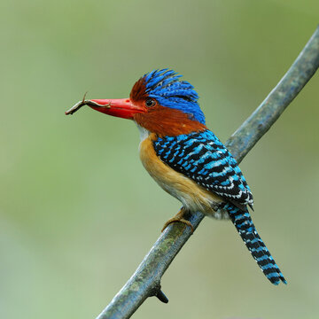 "Banded Kingfisher" Images – Parcourir 624 le catalogue de photos ...