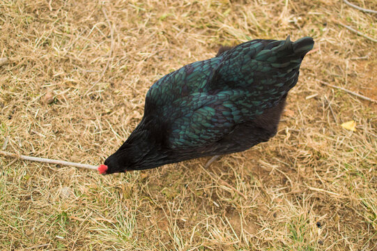 รูปภาพAustralorp – เลือกดูภาพถ่ายสต็อก เวกเตอร์ และวิดีโอ594 | Adobe Stock