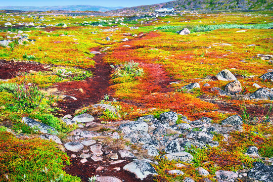Plants In The Arctic
