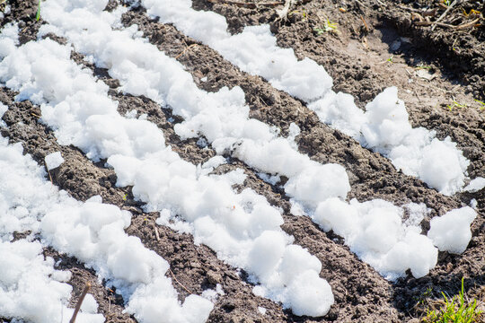 รูปภาพSeedbeds – เลือกดูภาพถ่ายสต็อก เวกเตอร์ และวิดีโอ8,598 | Adobe Stock