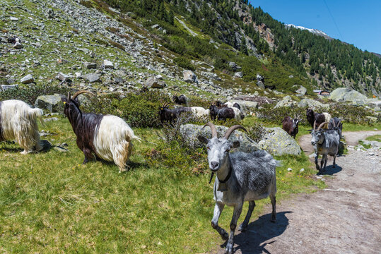 Bergziege bilder – Bläddra bland 793 stockfoton, vektorer och videor ...