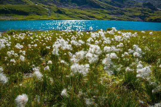 Zakan Bilder – Durchsuchen 135 Archivfotos, Vektorgrafiken und Videos ...