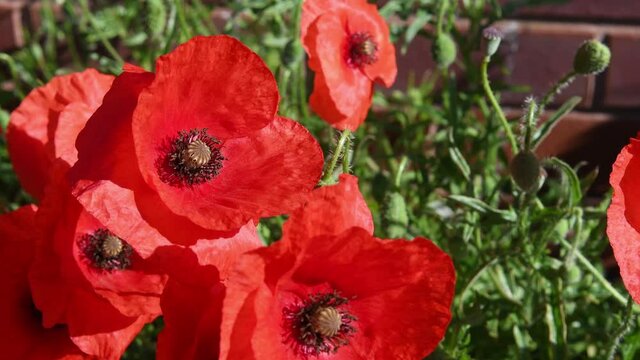 "Remembrance Poppy" Images – Browse 7,607 Stock Photos, Vectors, and ...