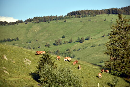 Nei Bilder – Durchsuchen 1,172 Archivfotos, Vektorgrafiken und Videos ...