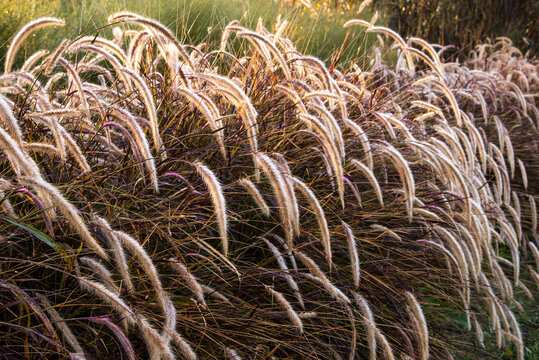 "Pennisetum Setaceum" Images – Browse 2,458 Stock Photos, Vectors, and ...