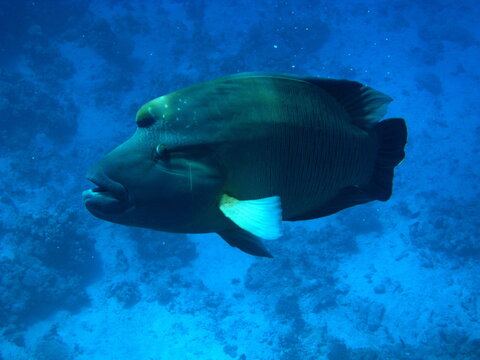 "Napoleon Fish" Images – Browse 5,386 Stock Photos, Vectors, and Video ...