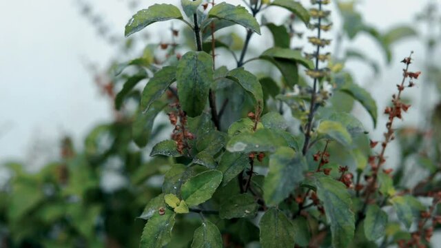 Tulasi Video Footage – Browse 168 HD Stock Video and Footage | Adobe Stock