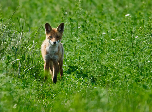 Schlaufuchs Bilder – Durchsuchen 12,270 Archivfotos, Vektorgrafiken und ...