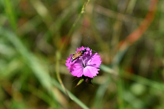 Milbenbefall Imagens – Procure 139 fotos, vetores e vídeos | Adobe Stock