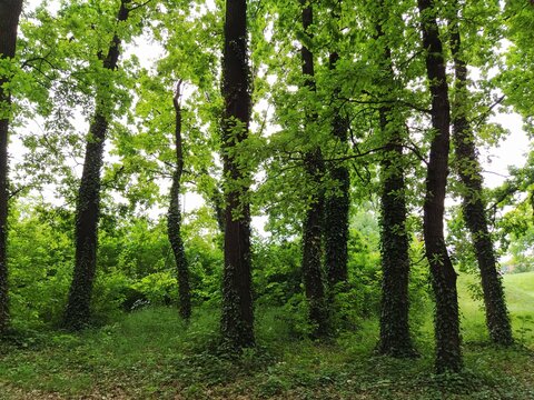 "Continental Climate" Images – Browse 495 Stock Photos, Vectors, and ...