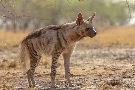 Streifenhyäne Bilder – Durchsuchen 860 Archivfotos, Vektorgrafiken und ...