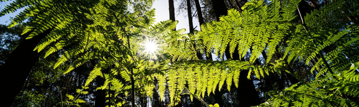 Underbrush 이미지 – 찾아보기 56,654 스톡 사진, 벡터 및 비디오 | Adobe Stock