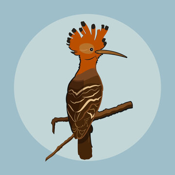 Upapa Bilder – Durchsuchen 20 Archivfotos, Vektorgrafiken und Videos ...