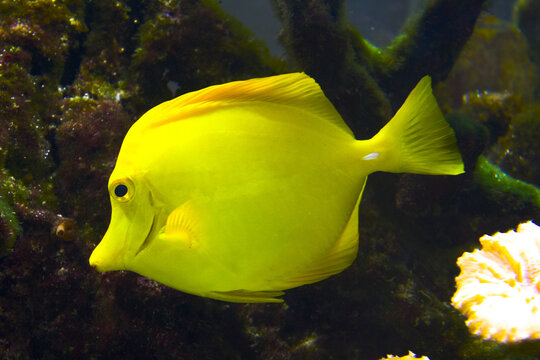 "Yellow Fish" Images – Browse 1,308 Stock Photos, Vectors, and Video ...