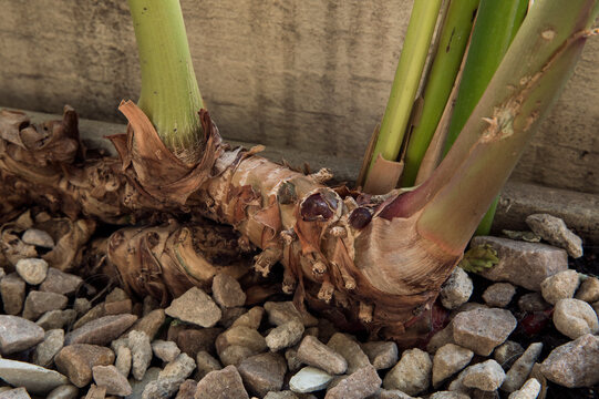 "Underground Stems"-Bilder: Stock-Fotos & -Videos. | Adobe Stock