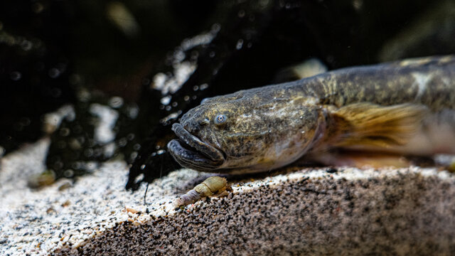 Freshwater Dragon Goby
