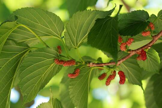 Murier 이미지 – 찾아보기 197 스톡 사진, 벡터 및 비디오 | Adobe Stock