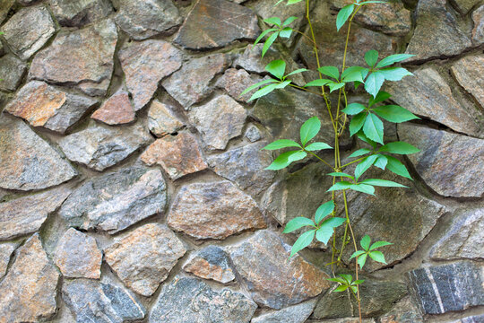 Entwined Images – Browse 12,629 Stock Photos, Vectors, and Video ...