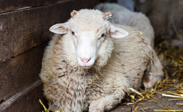 รูปภาพBaa-Lamb – เลือกดูภาพถ่ายสต็อก เวกเตอร์ และวิดีโอ387 | Adobe Stock