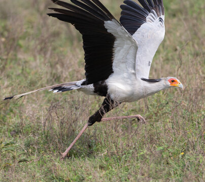 "Secretary Bird" Images – Browse 4,025 Stock Photos, Vectors, and Video ...