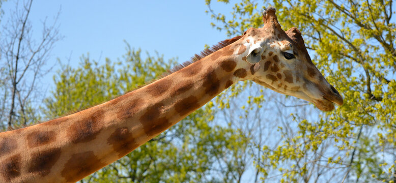 Ungulate Images Browse 187 212 Stock Photos Vectors And Video