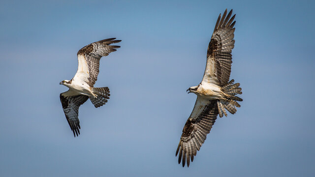 「Dogfight」の画像 - 6,241 件の Stock 写真、ベクターおよびビデオ | Adobe Stock