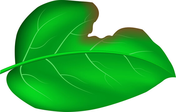"Torn Leaf" Images – Browse 21 Stock Photos, Vectors, and Video | Adobe ...