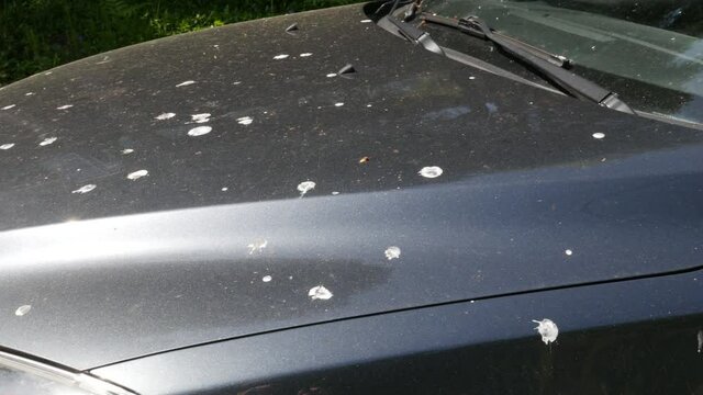 "Bird Poop" Images – Parcourir 254 le catalogue de photos, vecteurs et ...