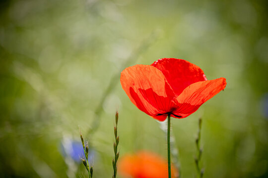 รูปภาพMagnoliopsida – เลือกดูภาพถ่ายสต็อก เวกเตอร์ และวิดีโอ7,914 ...