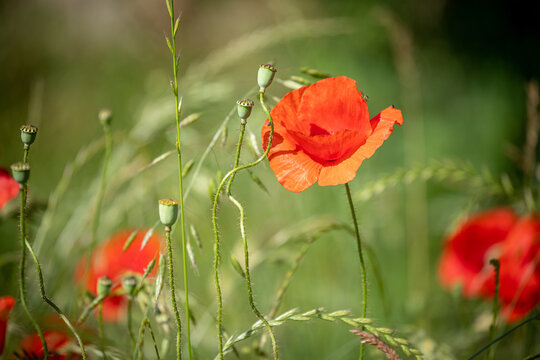 รูปภาพMagnoliopsida – เลือกดูภาพถ่ายสต็อก เวกเตอร์ และวิดีโอ7,914 ...