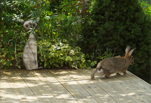 「Lapineau」の写真素材 | 10件の無料イラスト画像 | Adobe Stock