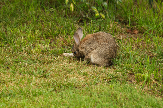 「Lapineau」の写真素材 | 10件の無料イラスト画像 | Adobe Stock
