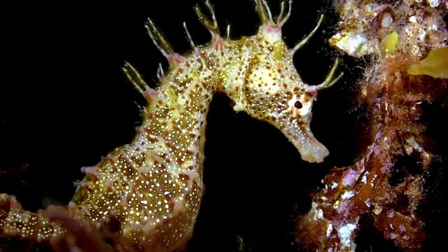 Breviceps Images – Parcourir 1,318 le catalogue de photos, vecteurs et ...