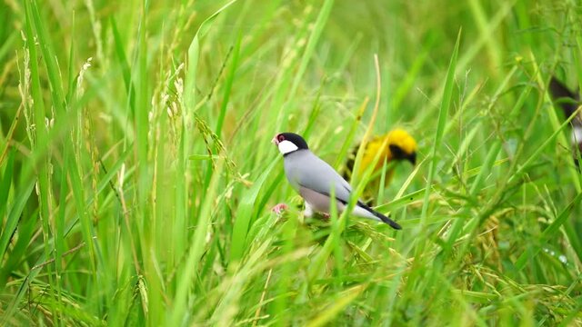 "Java Finch" Images – Browse 2,826 Stock Photos, Vectors, and Video ...