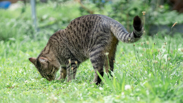 Tigerkatze bilder – Bläddra bland 1,051 stockfoton, vektorer och videor ...