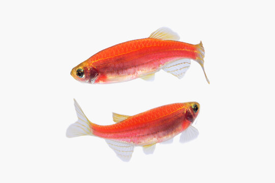 Glofish Zebra Fish