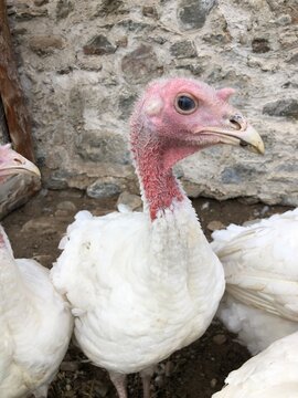 Imágenes de Tacchini: descubre bancos de fotos, ilustraciones, vectores ...