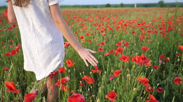 "Poppies Background" - Images et vidéos libres de droits | Adobe Stock