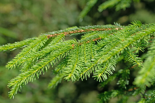 รูปภาพRottanne – เลือกดูภาพถ่ายสต็อก เวกเตอร์ และวิดีโอ182 | Adobe Stock