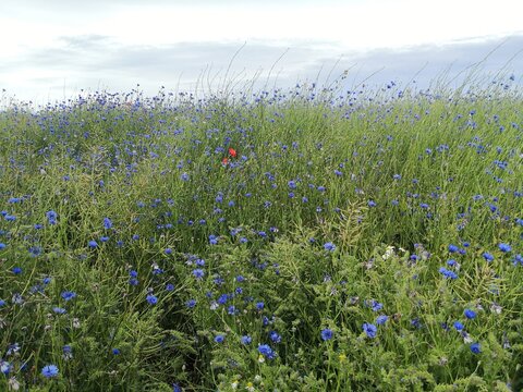 รูปภาพCyani – เลือกดูภาพถ่ายสต็อก เวกเตอร์ และวิดีโอ808 | Adobe Stock