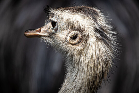 Ralph Lear photos, images, assets | Adobe Stock