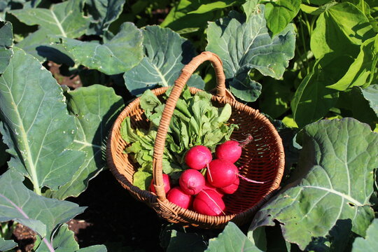 รูปภาพRadix – เลือกดูภาพถ่ายสต็อก เวกเตอร์ และวิดีโอ29,726 | Adobe Stock