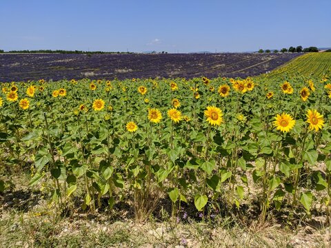 "Saison Estivale" Images – Browse 471 Stock Photos, Vectors, and Video ...