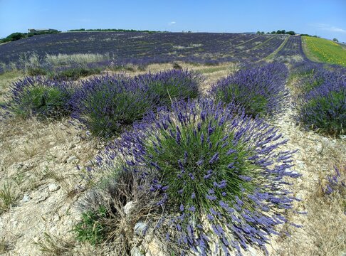 "Saison Estivale" Images – Browse 471 Stock Photos, Vectors, and Video ...