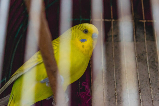 「Perico」の写真素材 | 1,481件の無料イラスト画像 | Adobe Stock