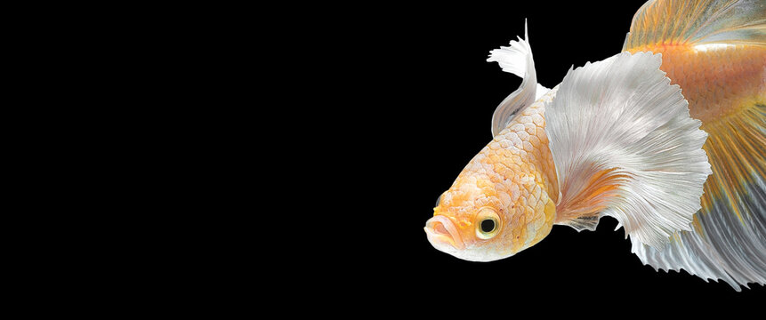 Free Fish Images – Browse 11,323 Free Stock Photos, Vectors, and Video ...