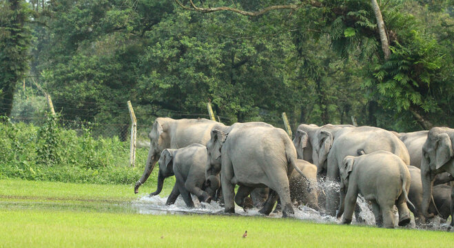 Migrate Bilder – Durchsuchen 91,400 Archivfotos, Vektorgrafiken und ...